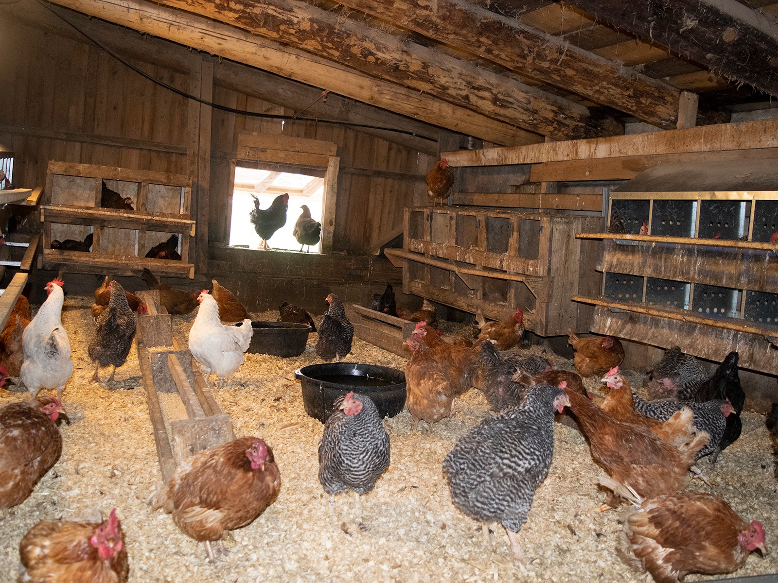 Black Dirt Farm | VEDA