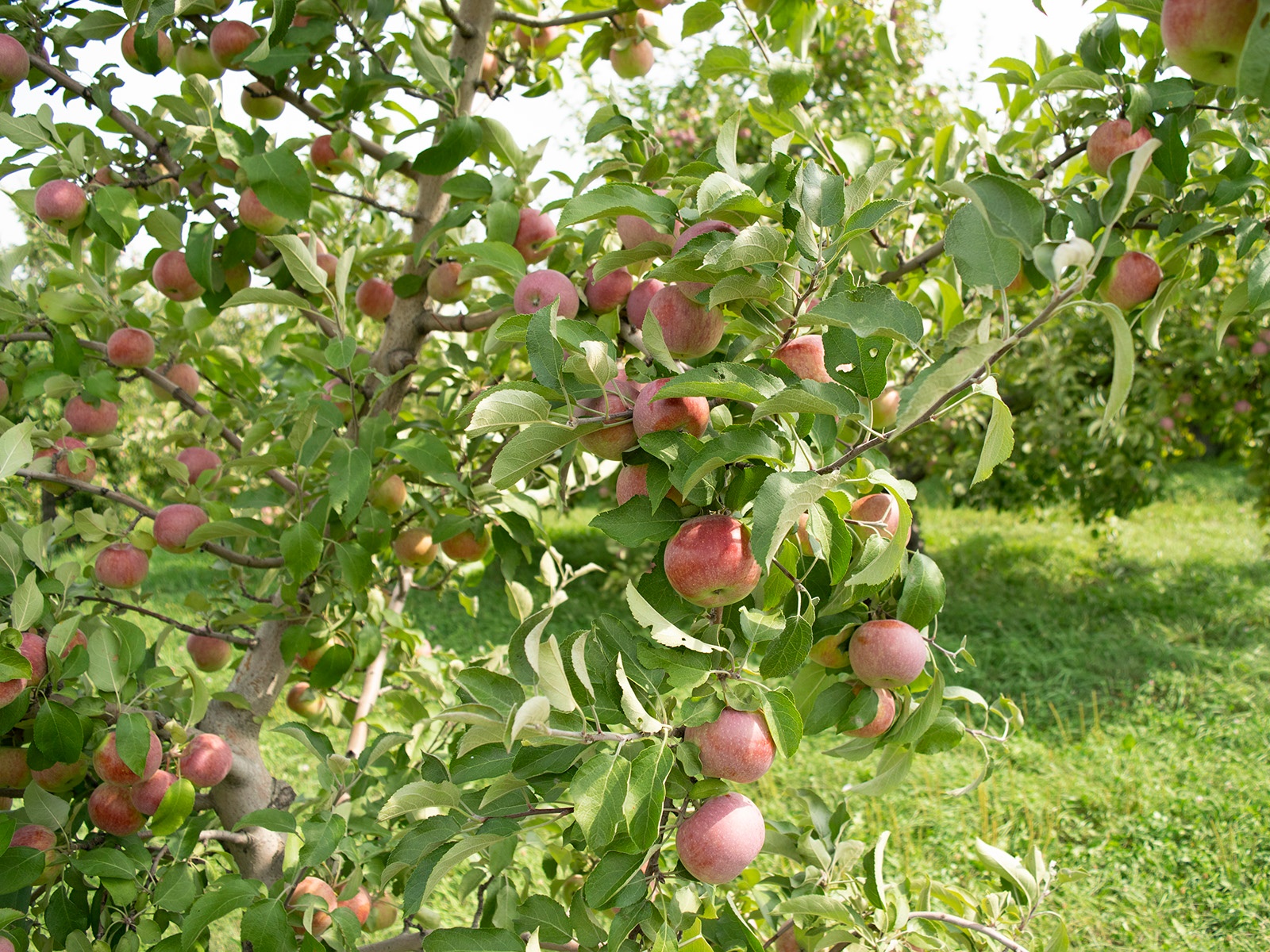 Champlain Orchards, Inc. | VEDA