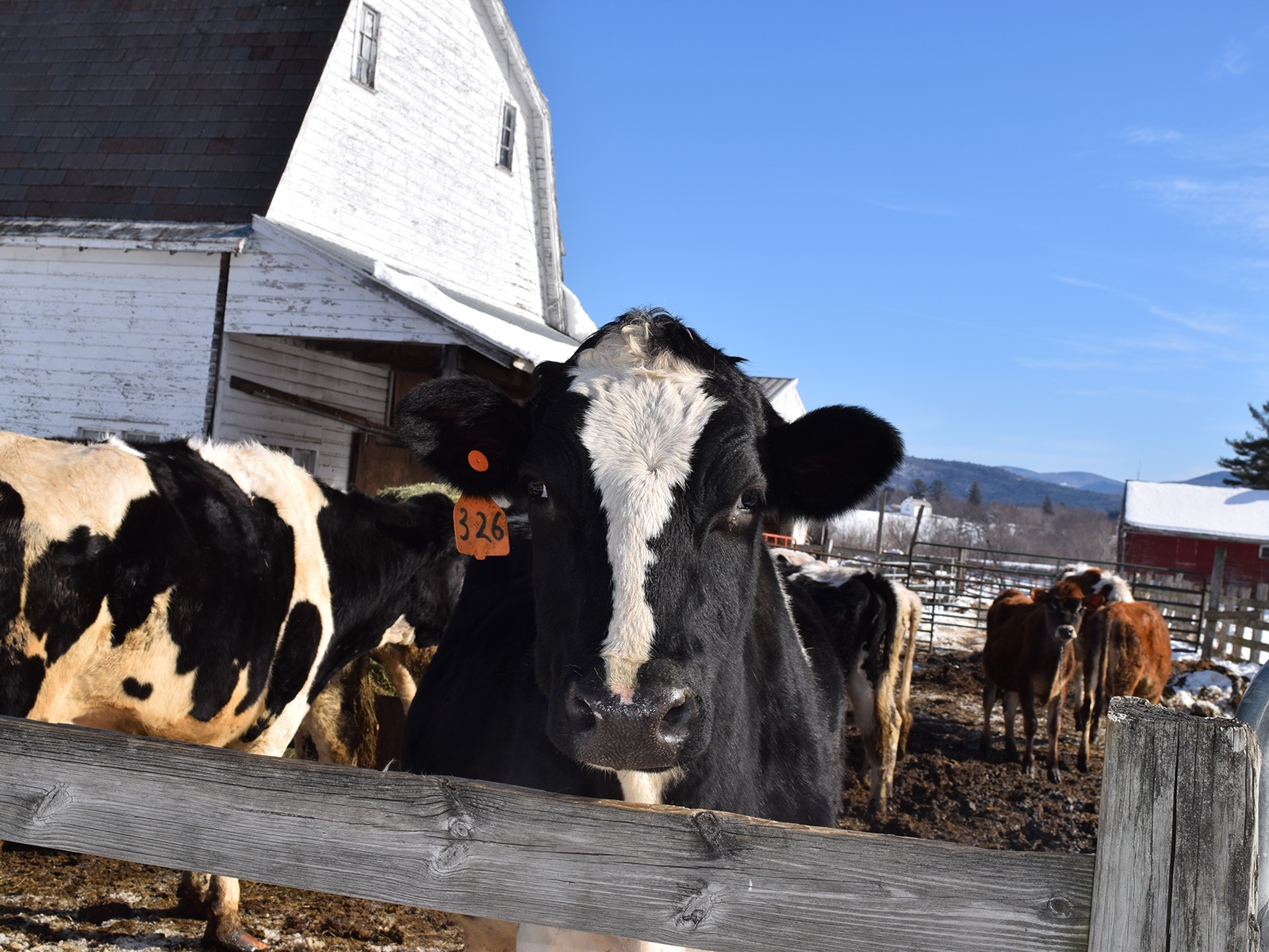 David and Michele Parker | VEDA